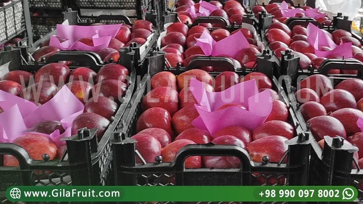 Iranian Export Apples | GilaFruit